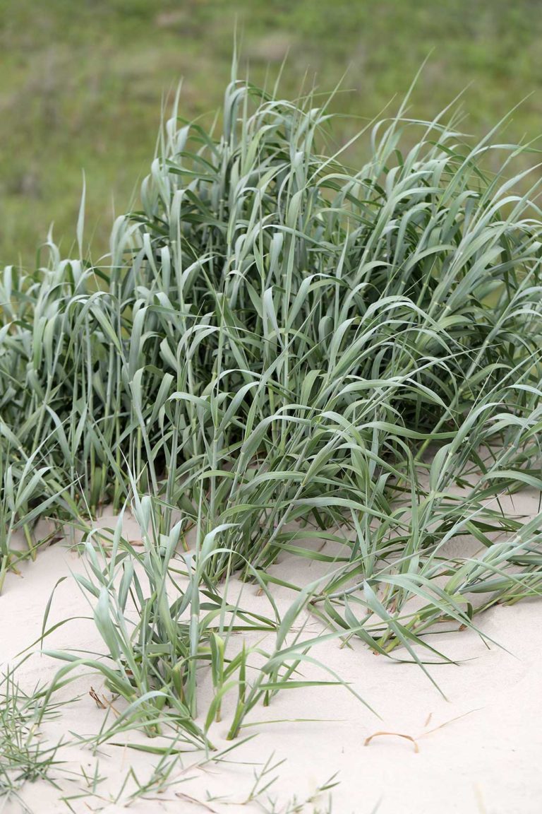 Panicum amarum – Dune Science